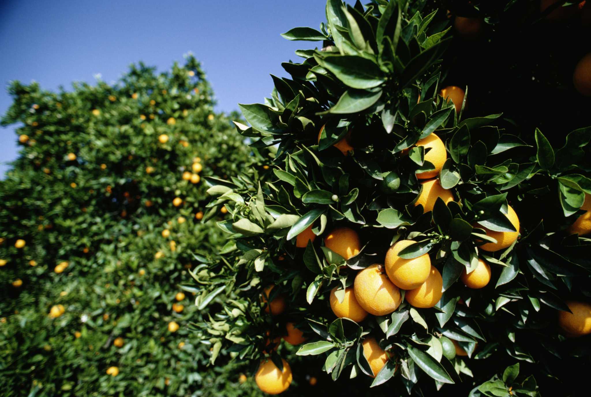 How to Space Citrus Trees in an Orchard