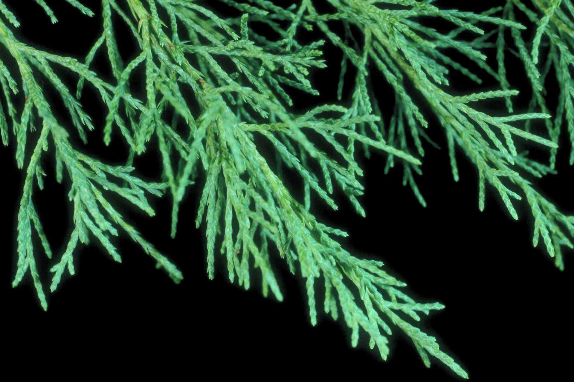 How to Space Red Cedar Plants