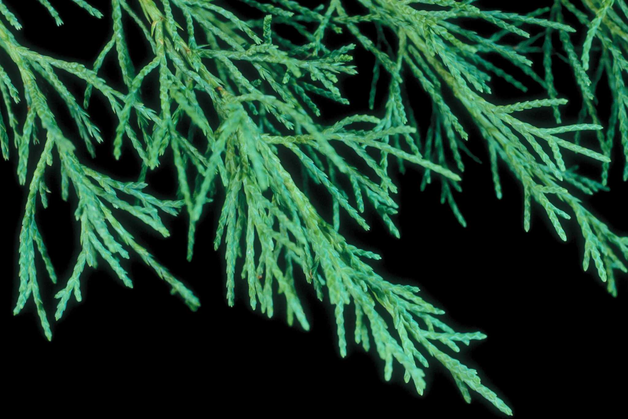 How to Space Red Cedar Plants