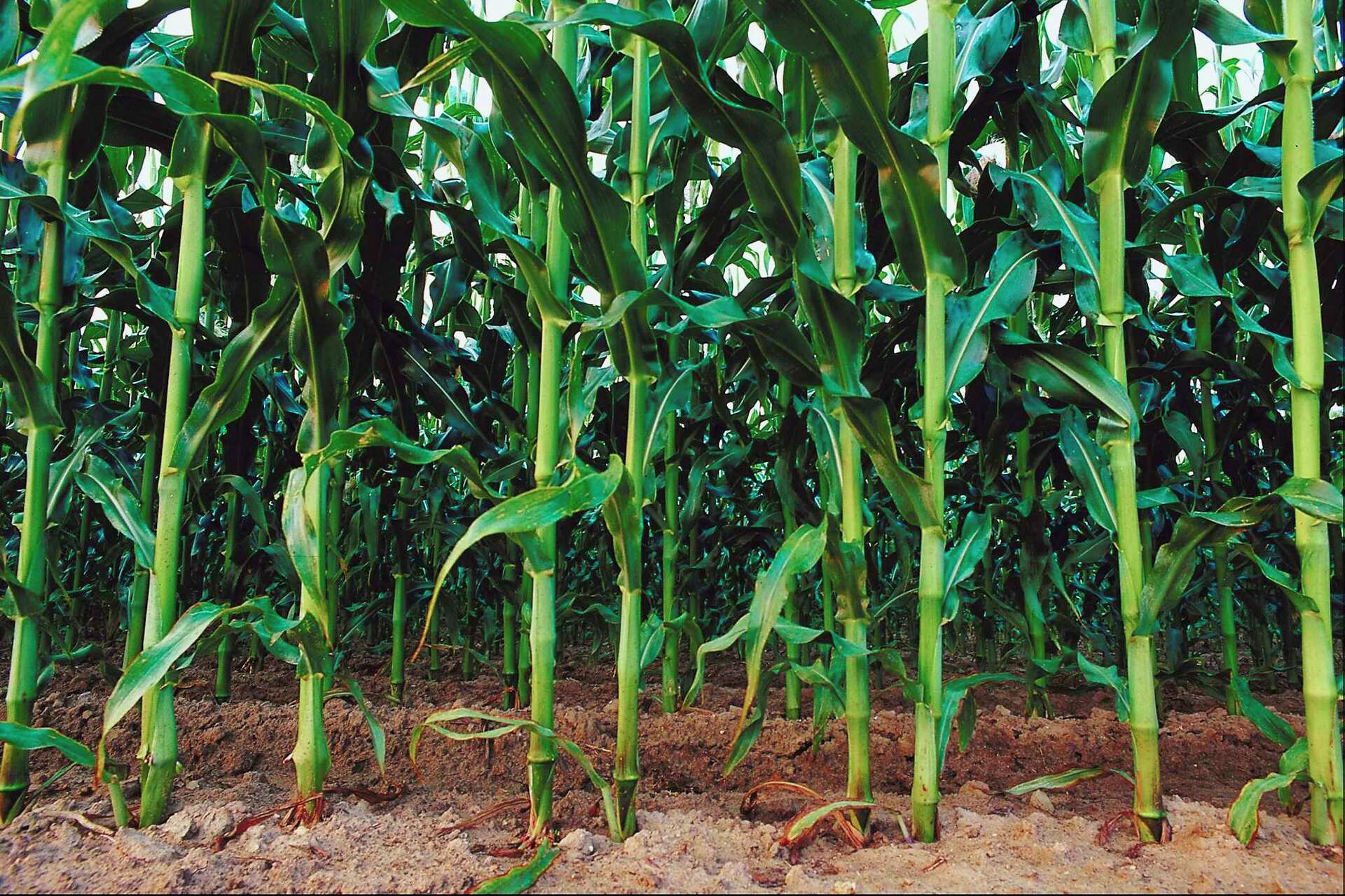 Spacing for Corn in a Raised Bed