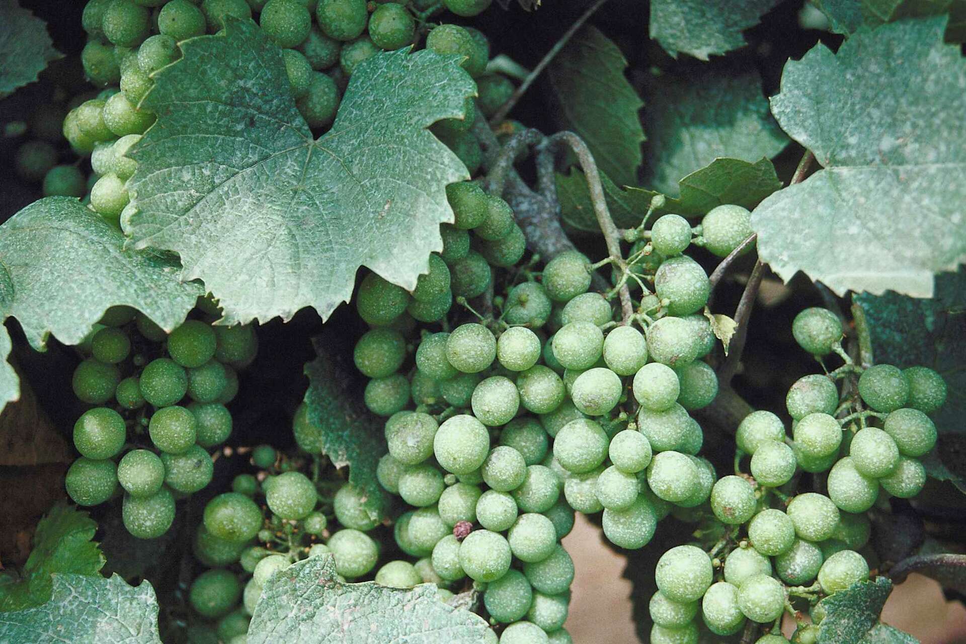 How to Pick Grapes After a Frost