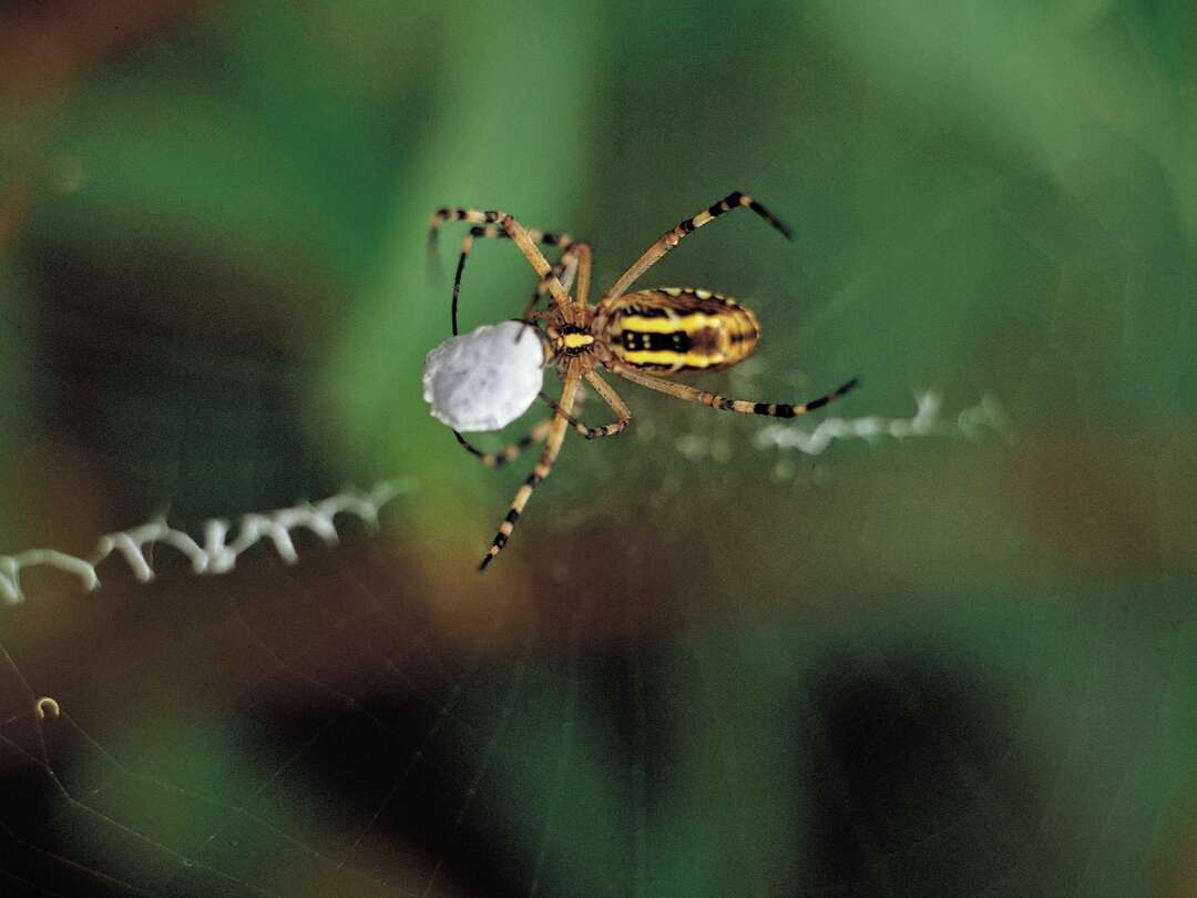 Spider Control With Peppermint Oil
