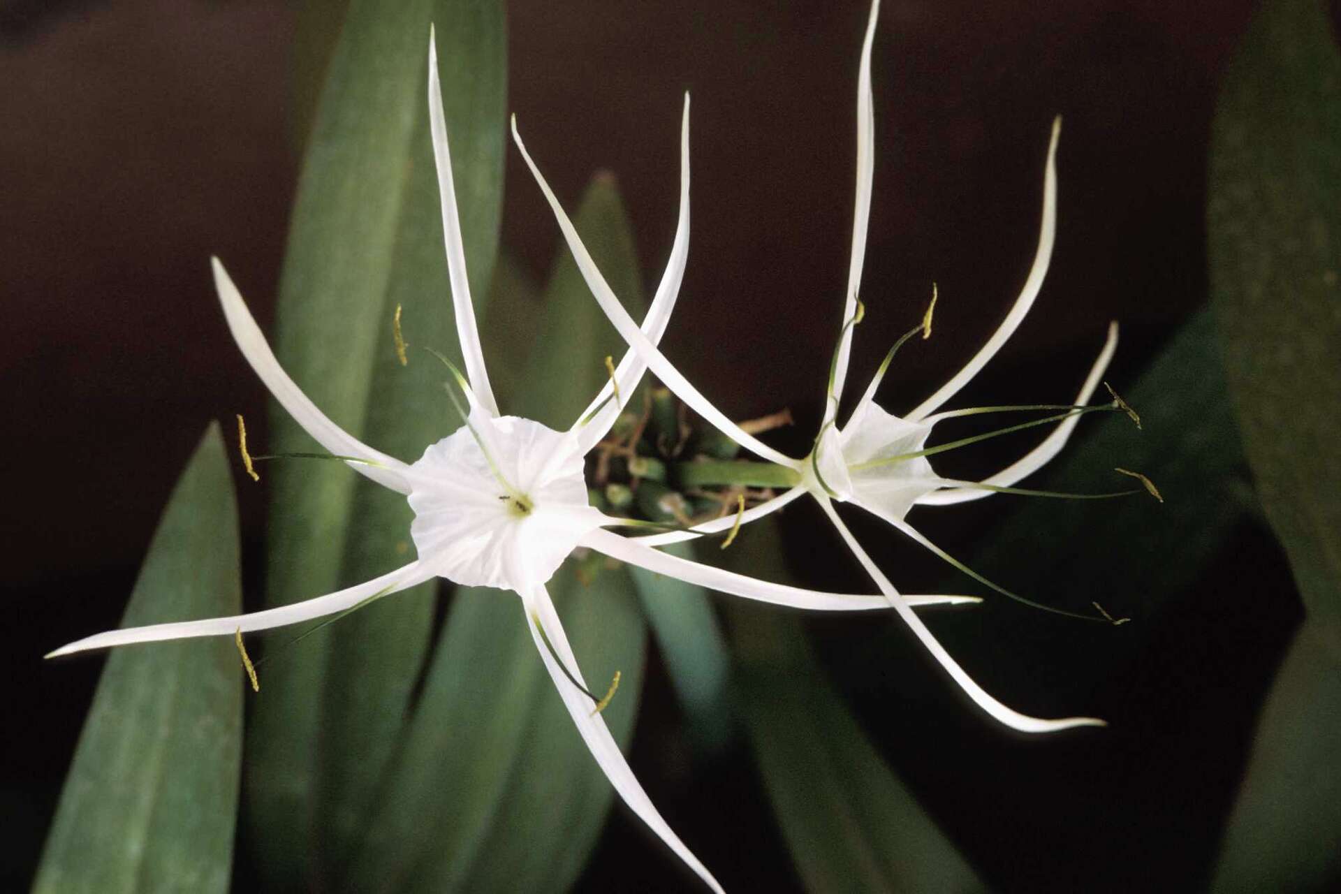 Spider Lily Planting Instructions