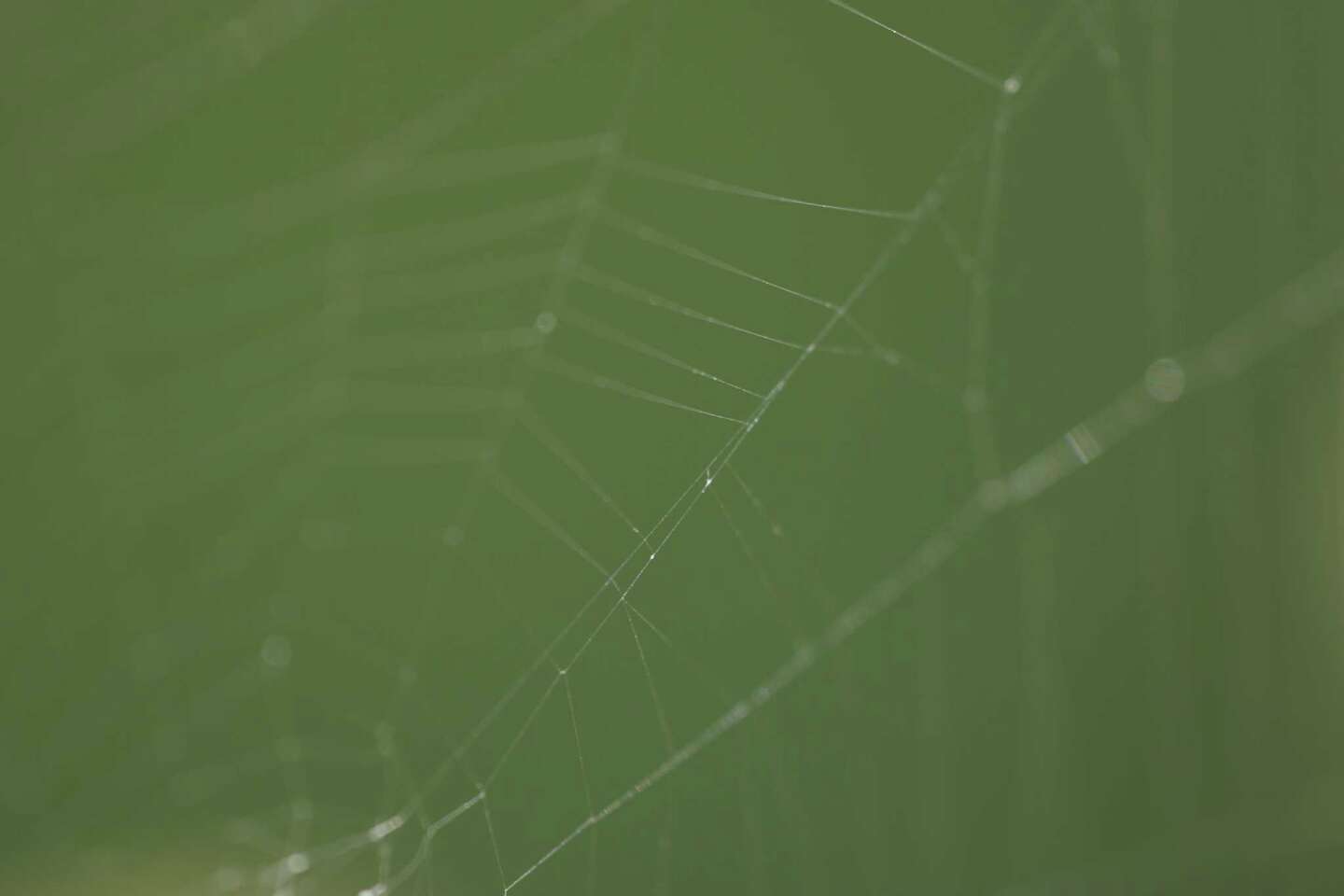 Spiders On Grapevines