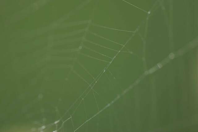 Spiders On Grapevines