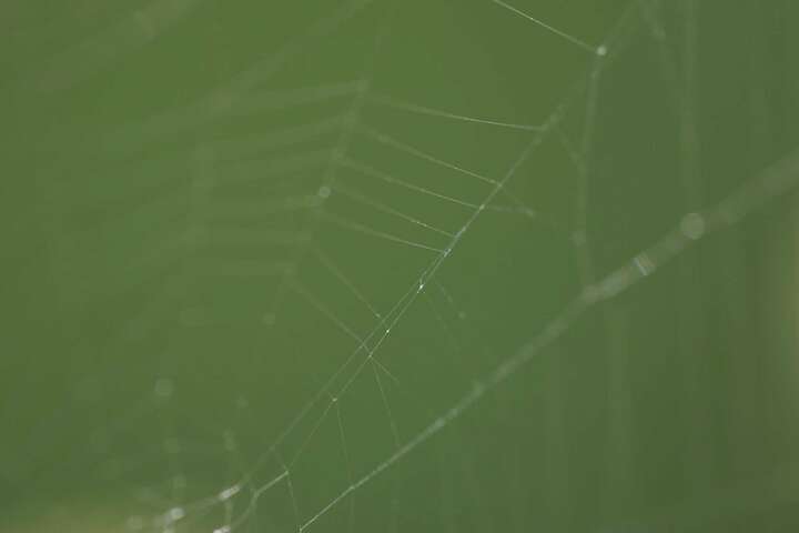 Spiders On Grapevines