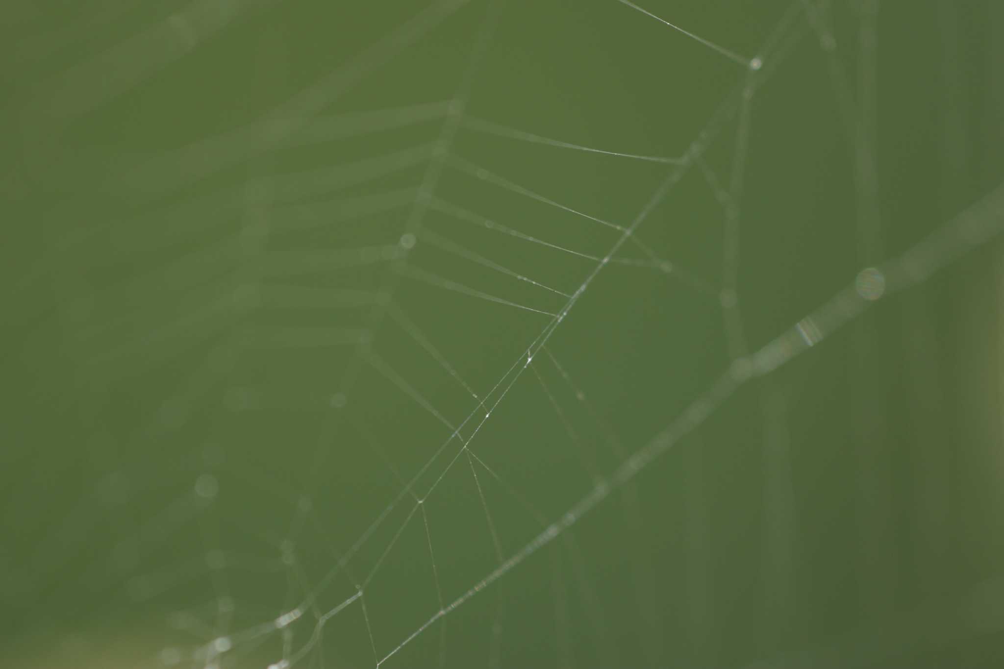 Spiders On Grapevines