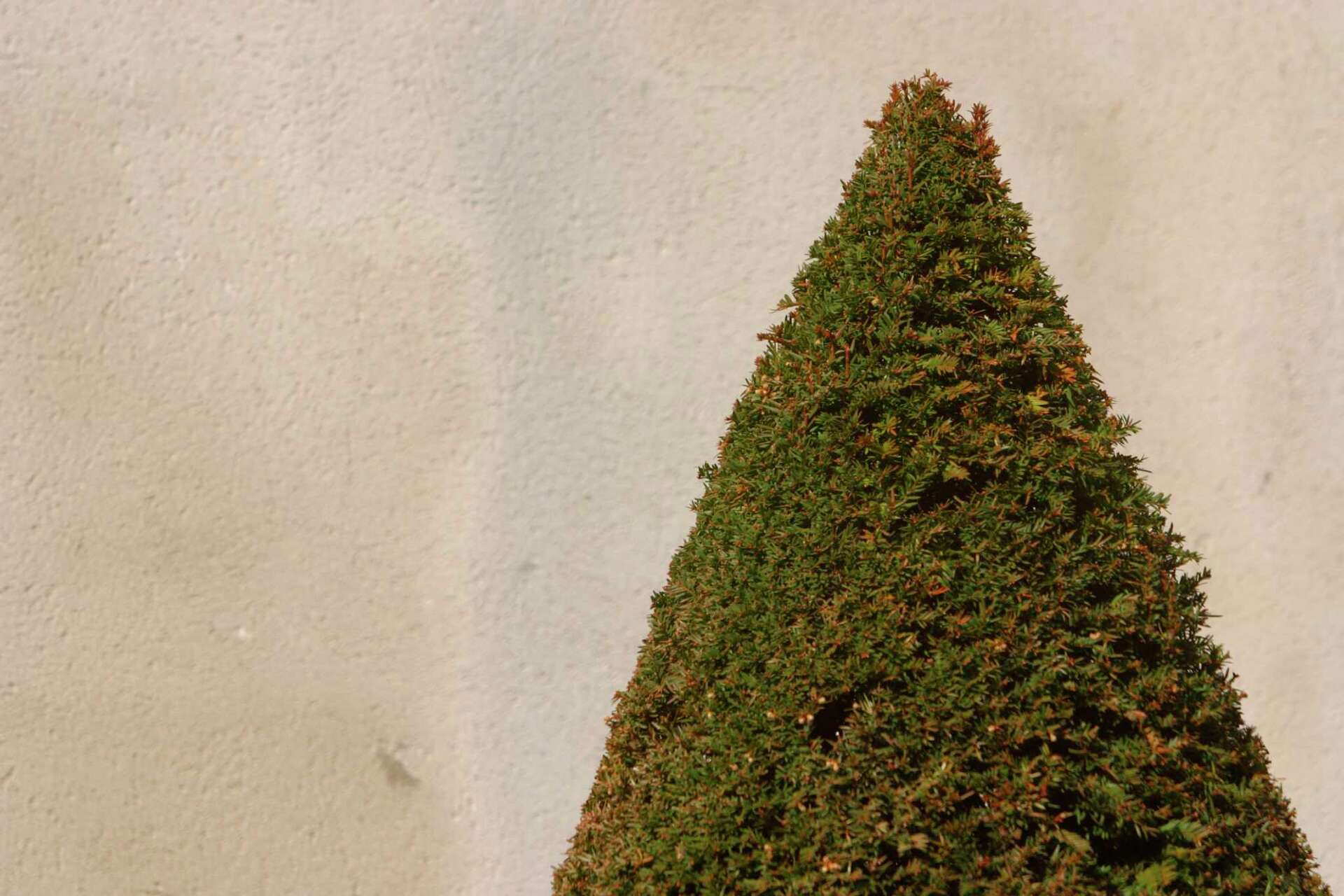 Spiral Shrubs