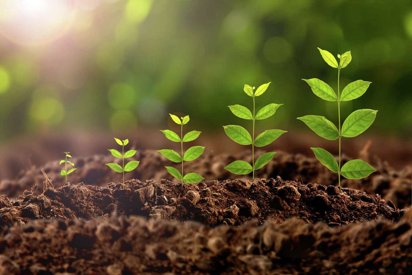 How to Make a Tree Stop Growing Upward