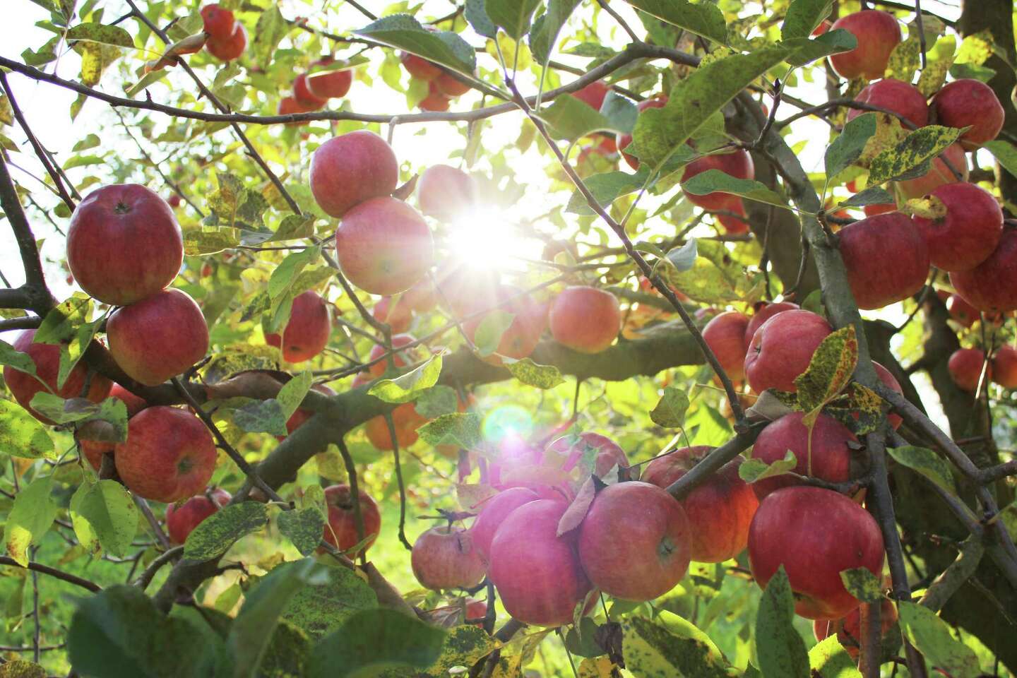 How to Spray Apple Trees for Insects Naturally
