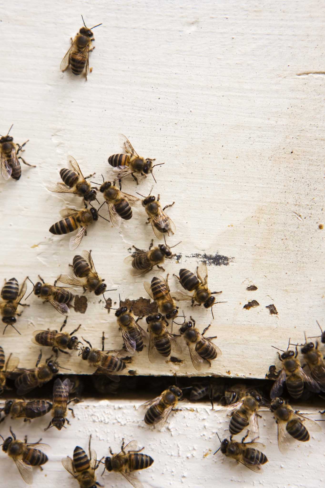 Spraying Against Bees