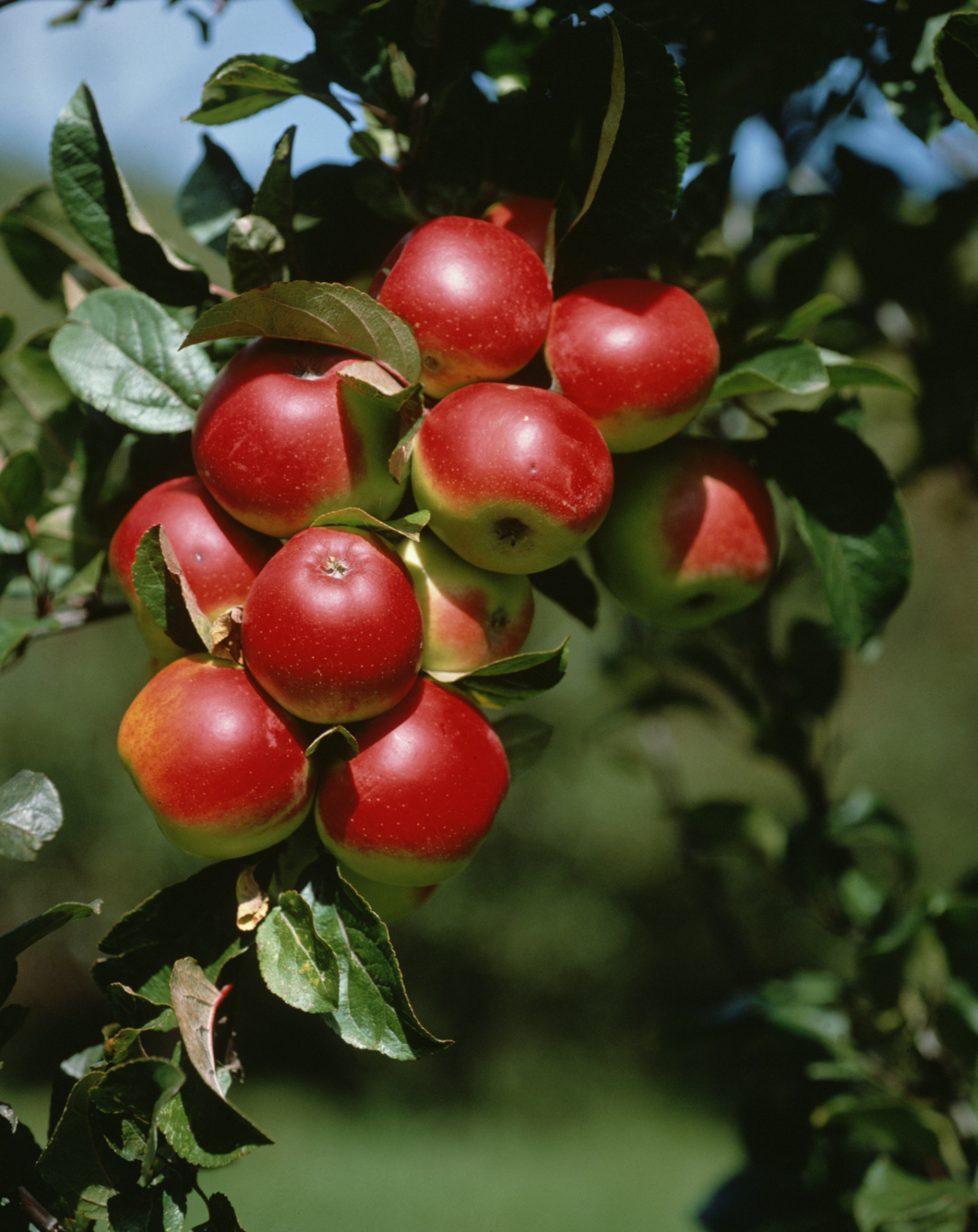 Spraying Paint to Stop Trees from Growing