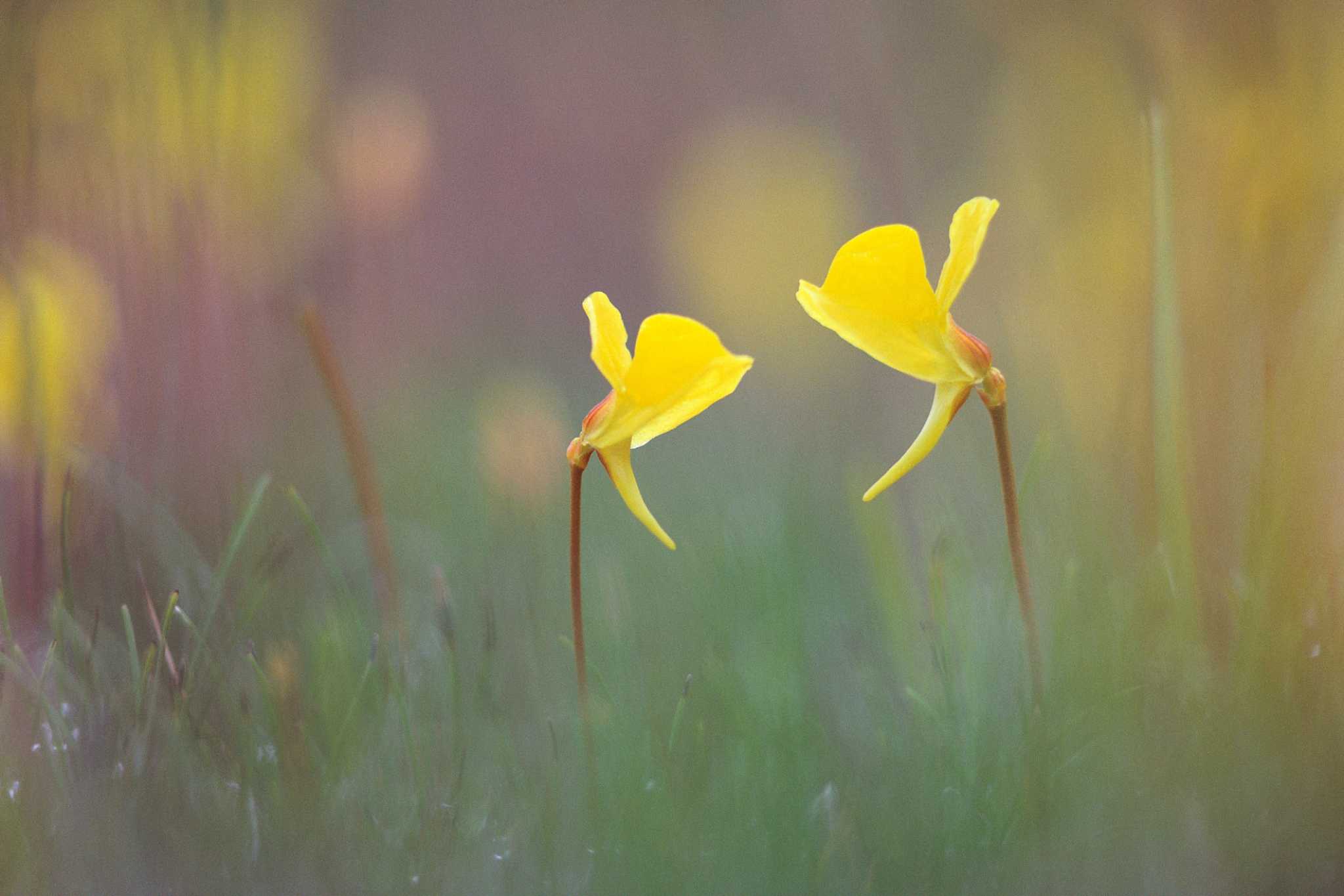 Spring Bulbs in a Rock Garden