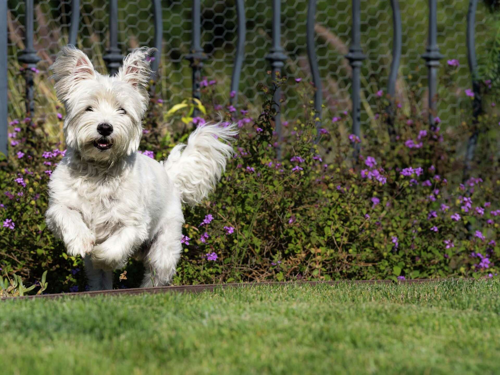 Will Sprinkling Pepper on My Lawn Stop My Dog From Digging?