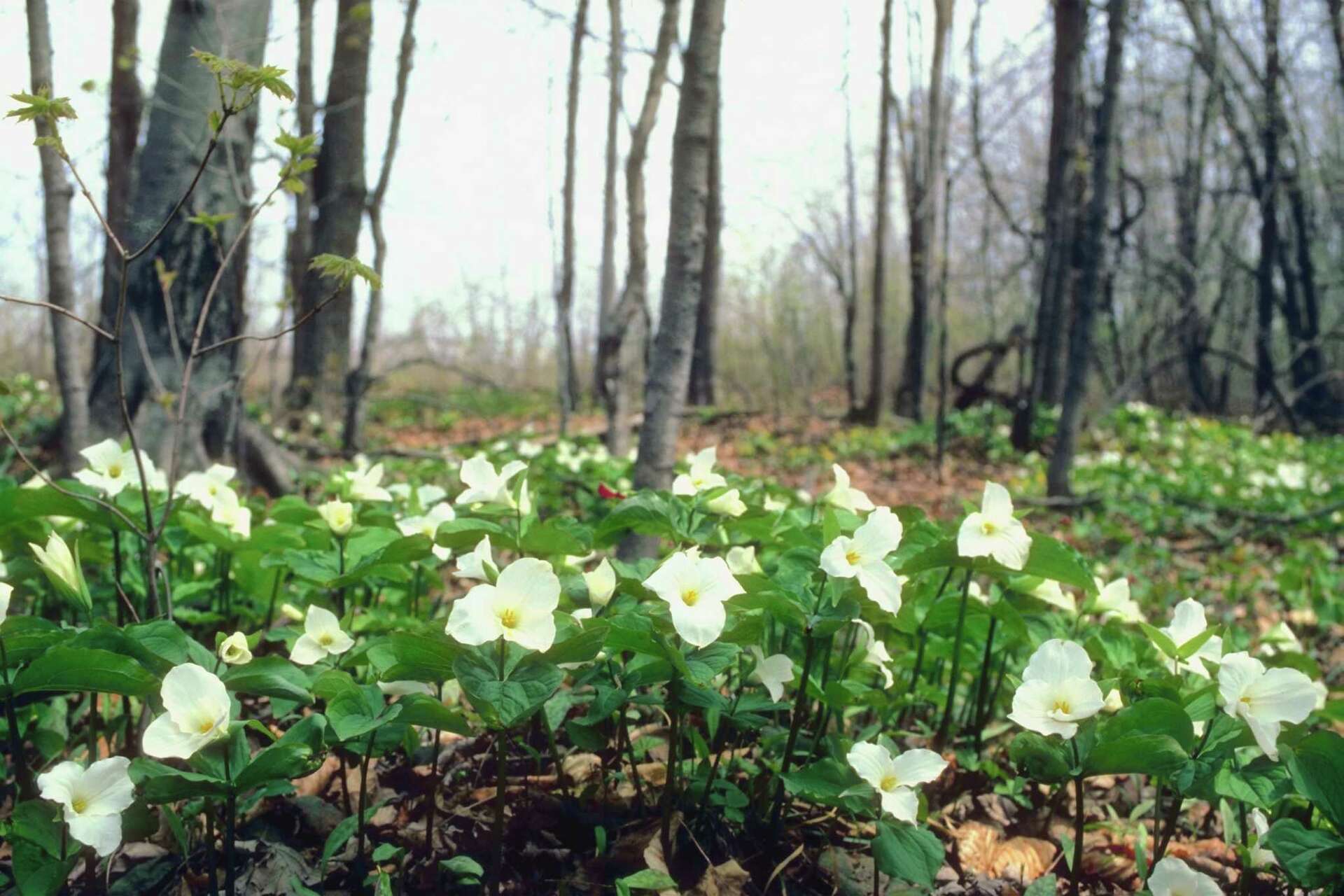How to Sprout Trillium Seed
