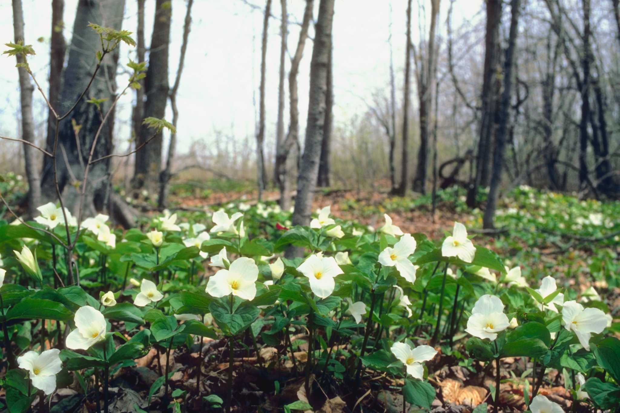 How to Sprout Trillium Seed