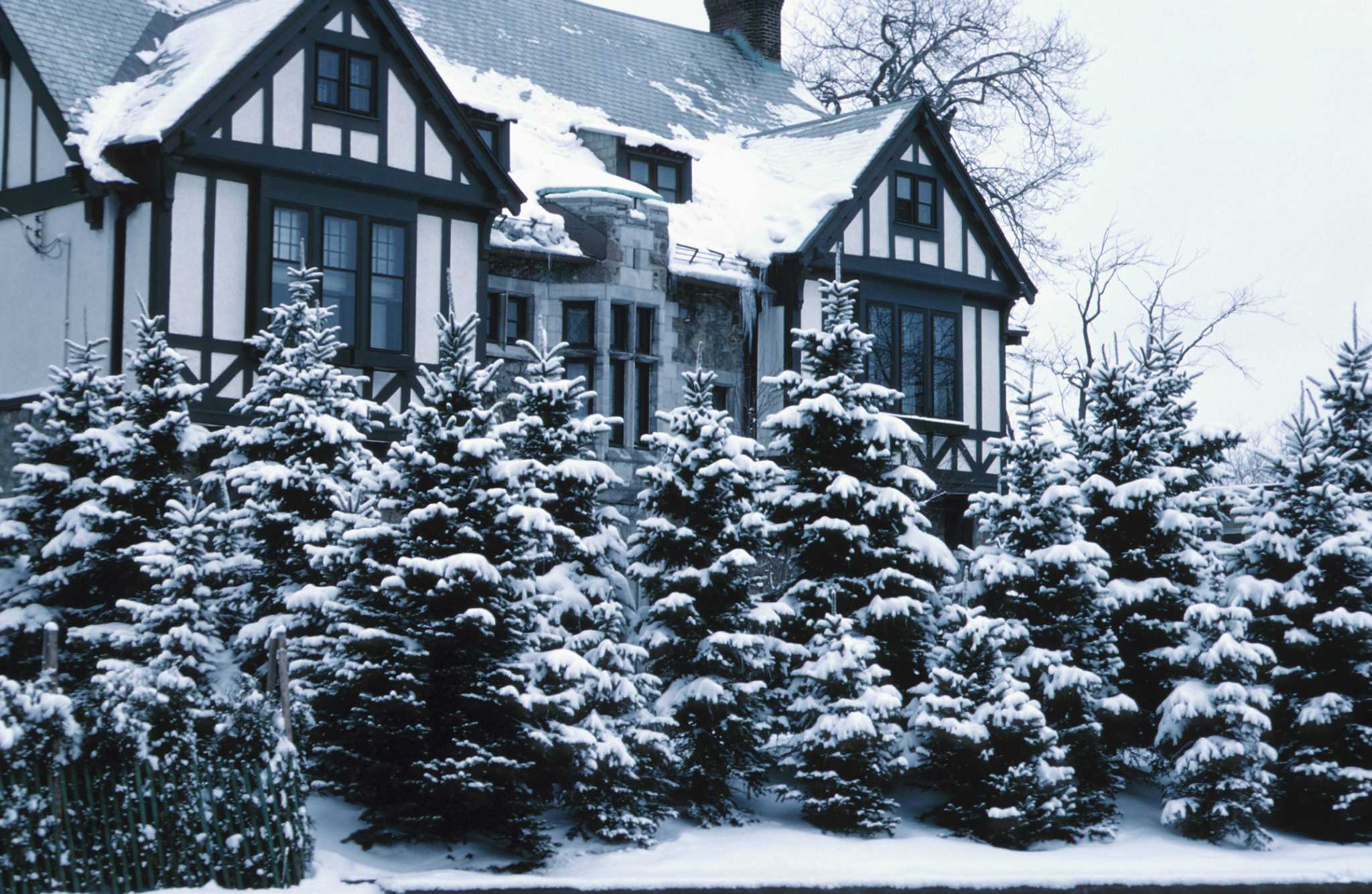 Facts About the Spruce Tree