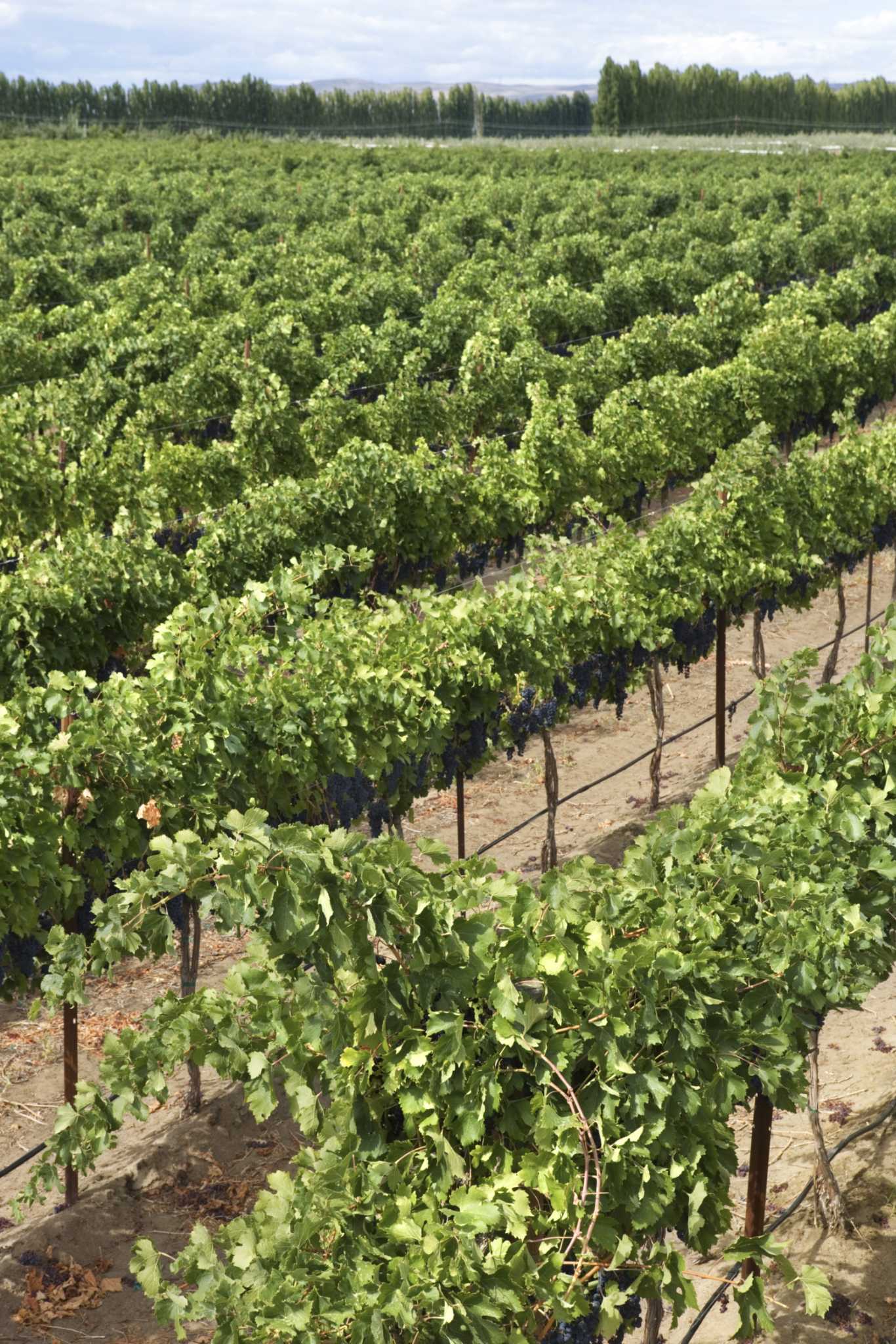 Making Grapevine Topiaries