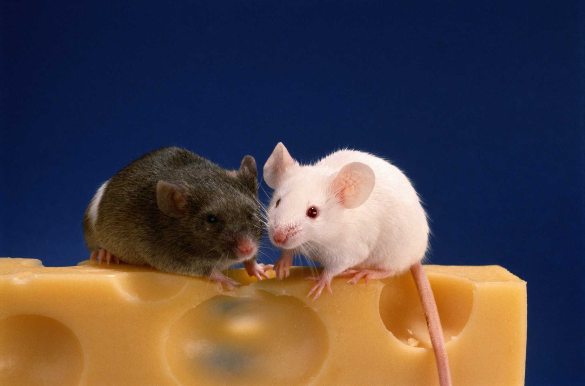 Making Sure Mice Are Gone From a House