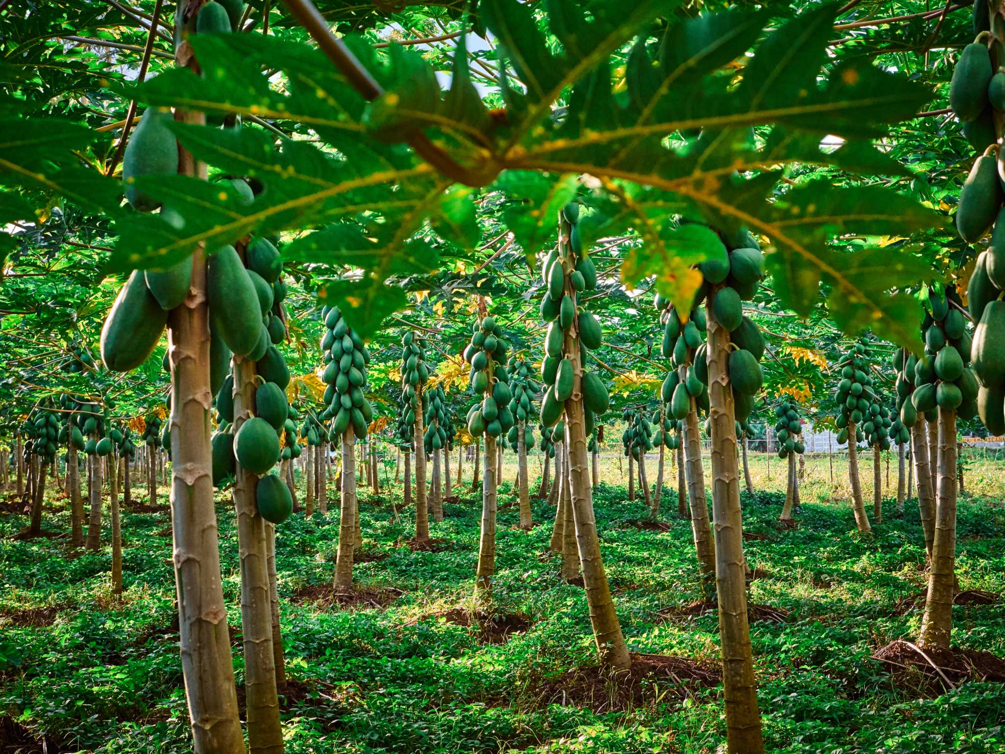 Male & Female Papaya Trees