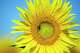 Male & Female Parts of the Sunflower Plant
