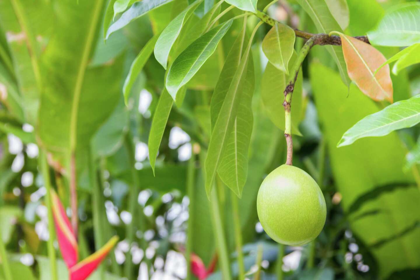 Mango Trees: What Low Temperatures Can They Handle?