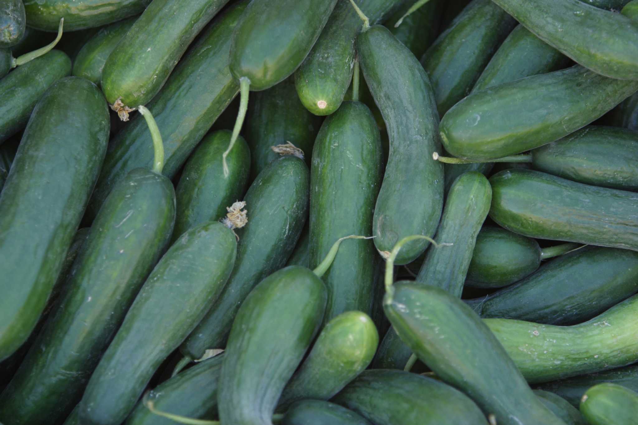 How Many Cucumber Seeds to Plant on a Hill
