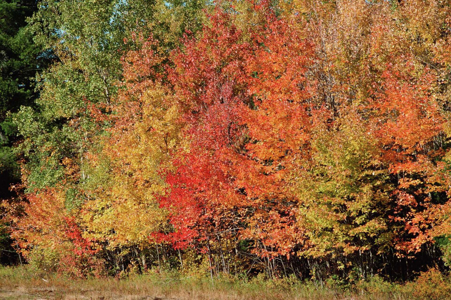 Maple Trees for Zones 8 & 9