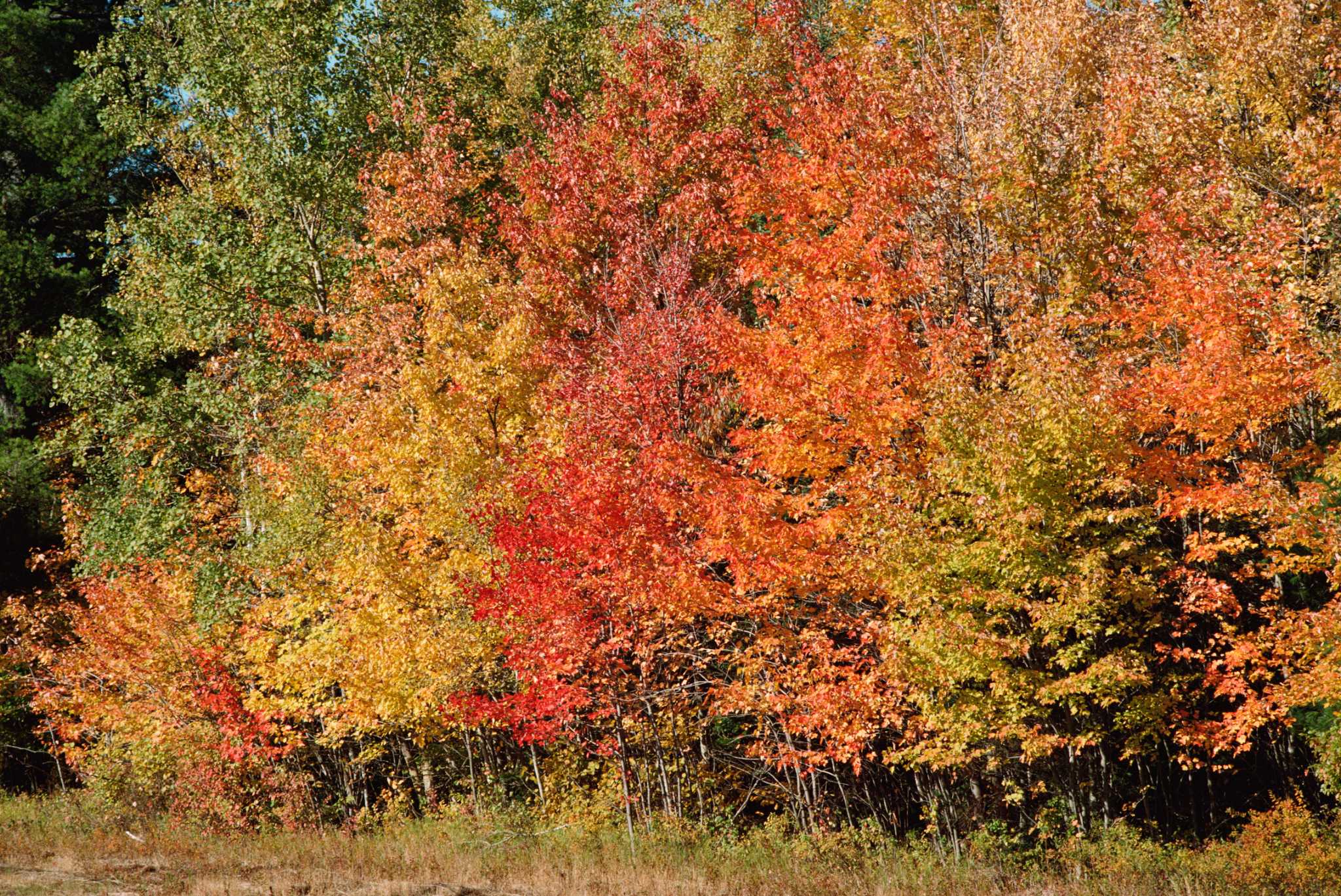 Maple Trees for Zones 8 & 9