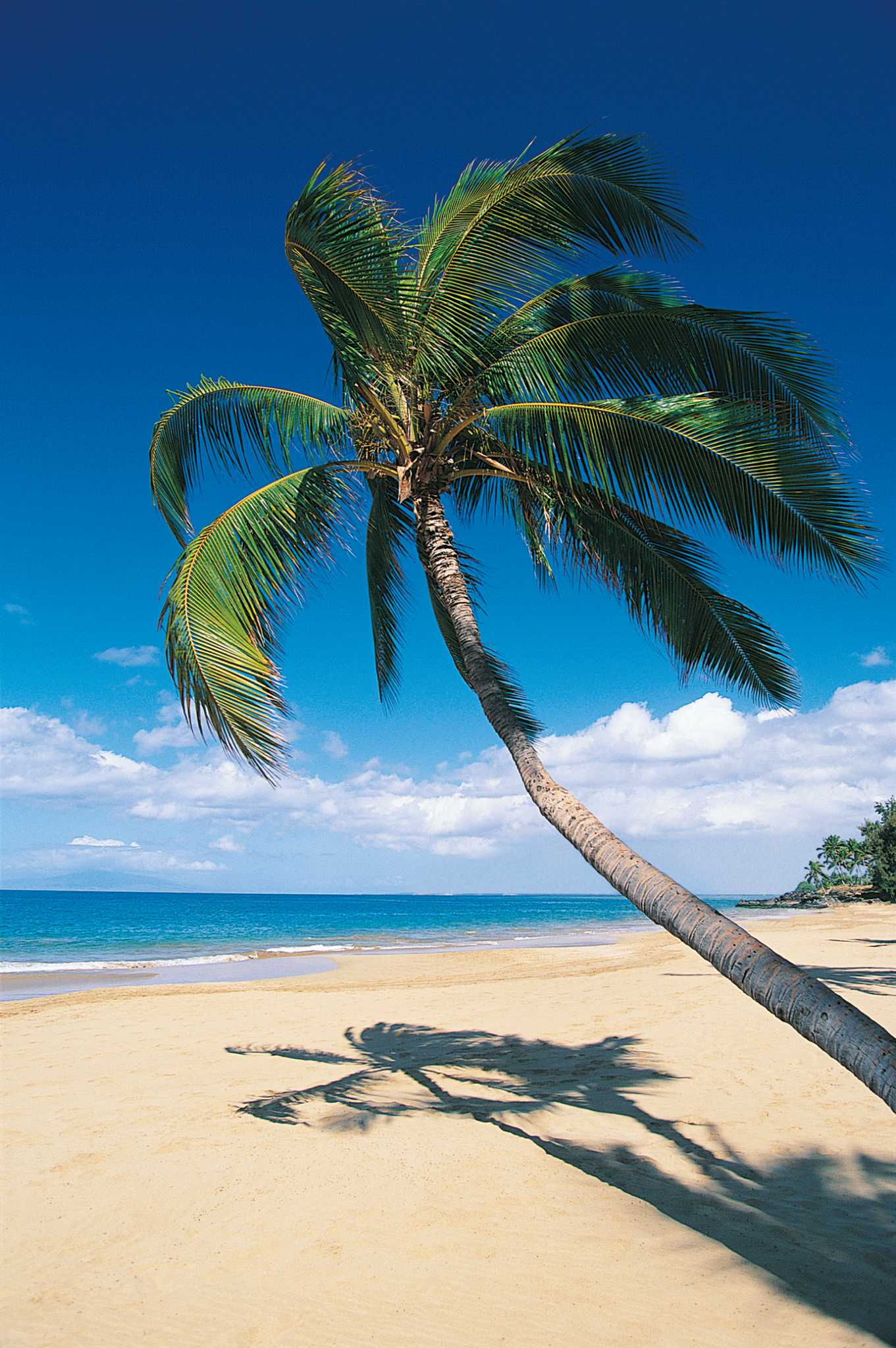 Stakes for Palm Trees