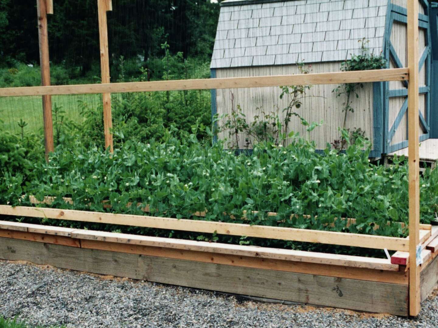 How to Stake Up Pea Plants