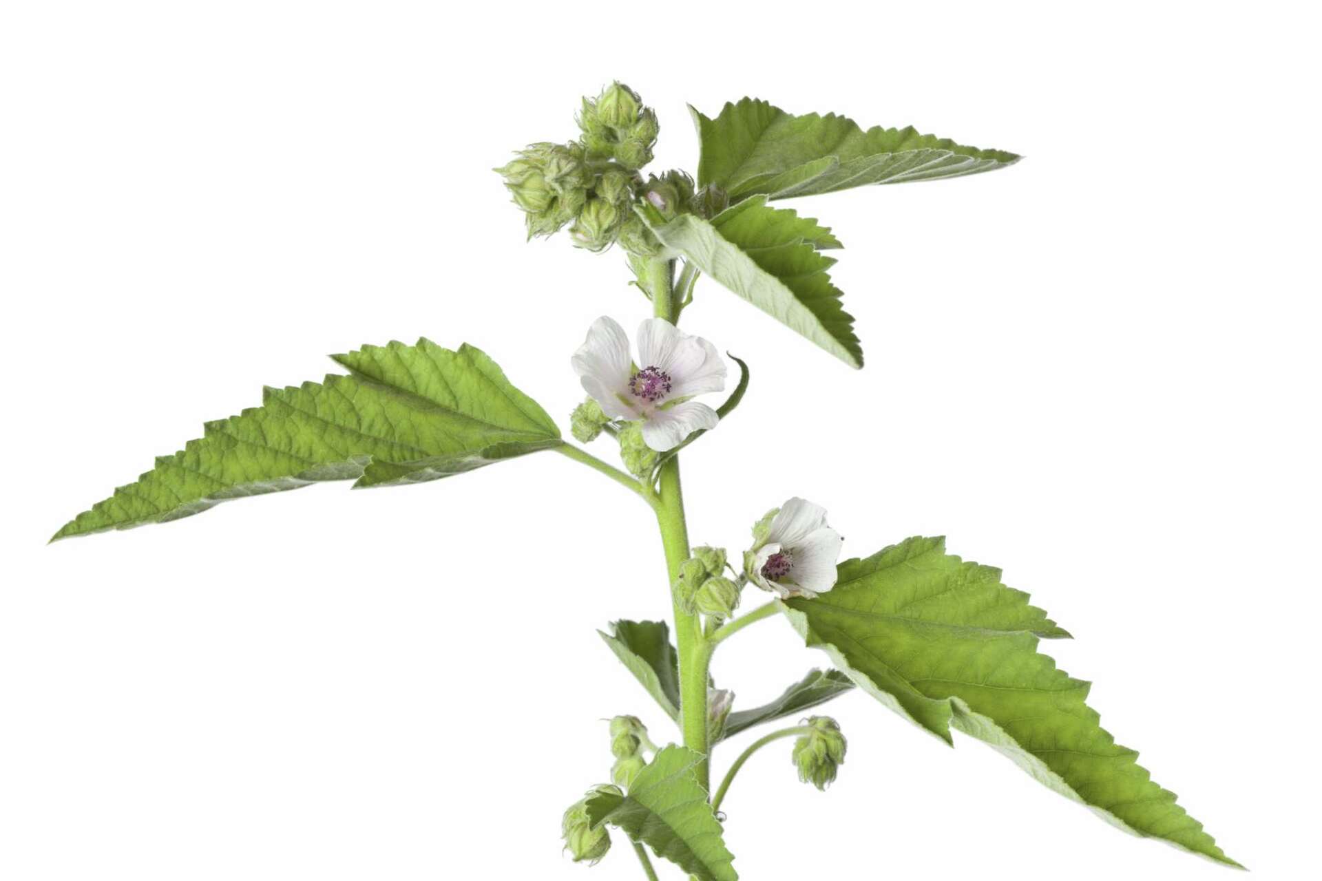 Where Do Marshmallow Plants Grow?