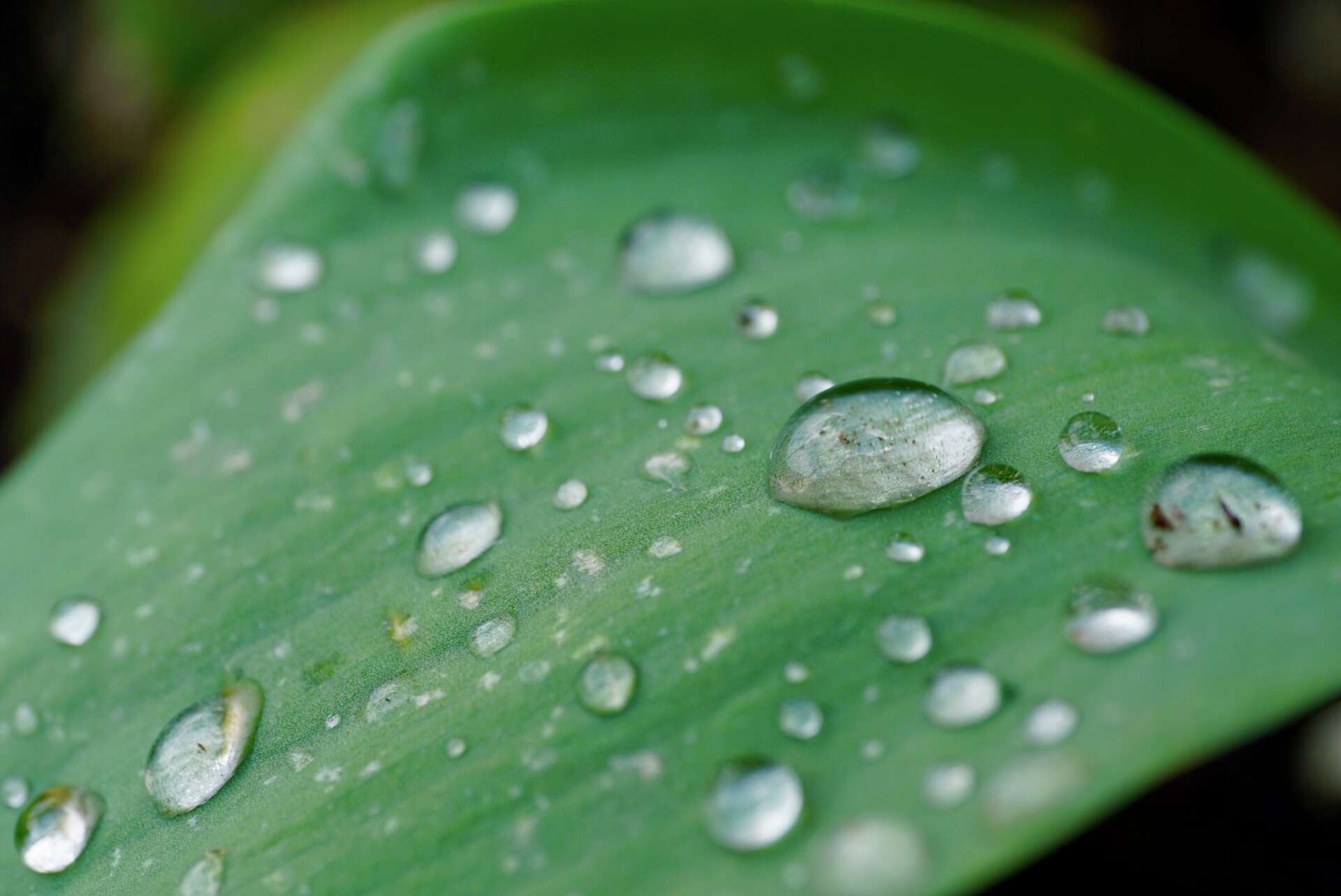 How Do I Match Drip Emitters to Plants & Trees?