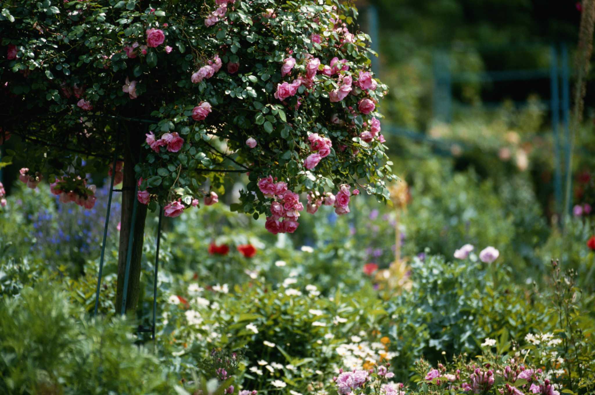 How to Transplant Tree Roses
