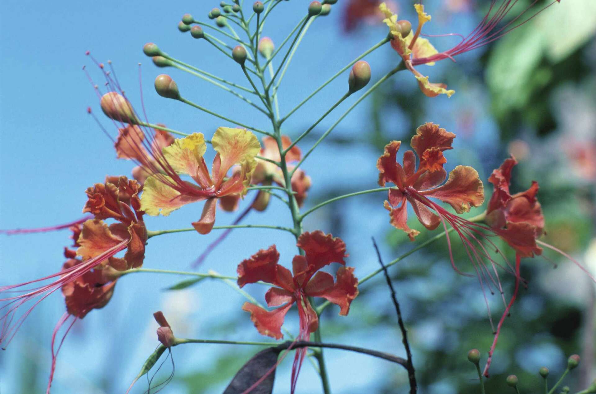 The Propagation of the Dwarf Poinciana Tree