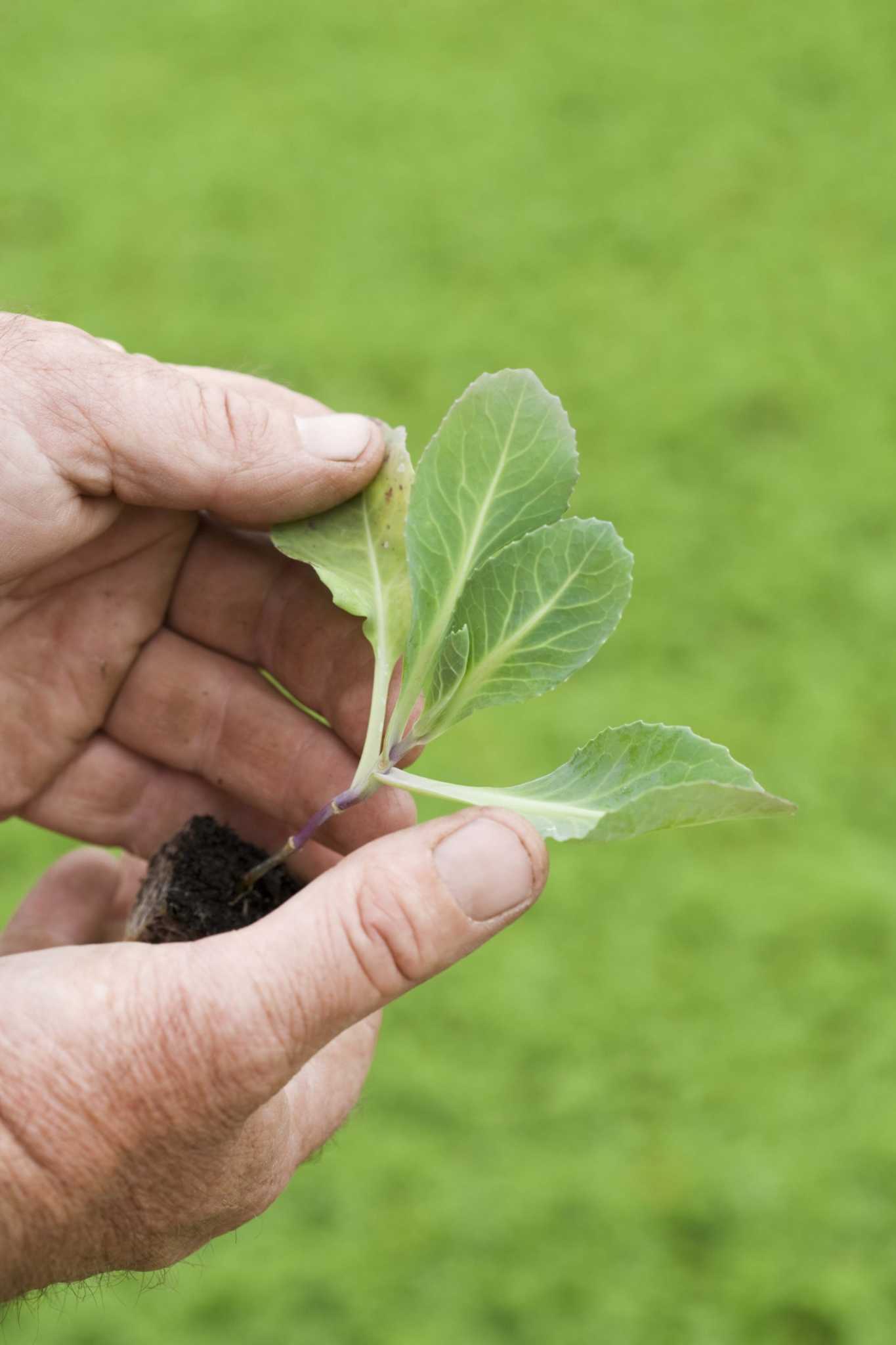 Methods to Control Cutworms in a Vegetable Garden