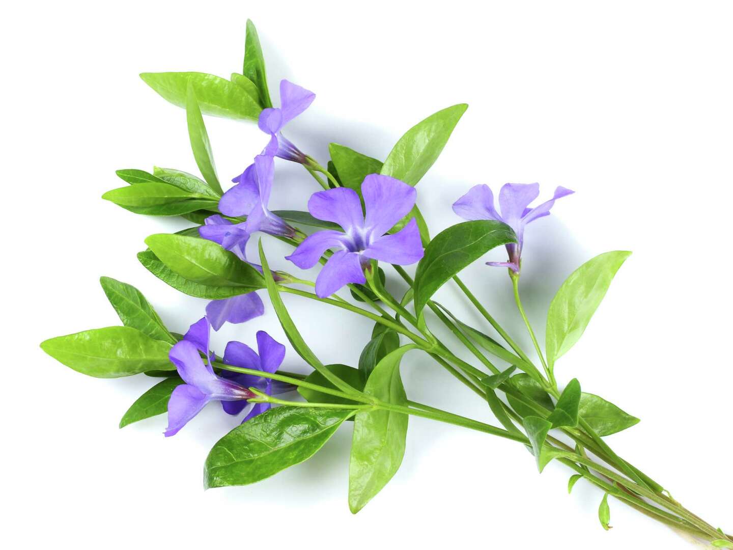 What Does It Mean When the Leaves of Vinca Flowers Turn Yellow?