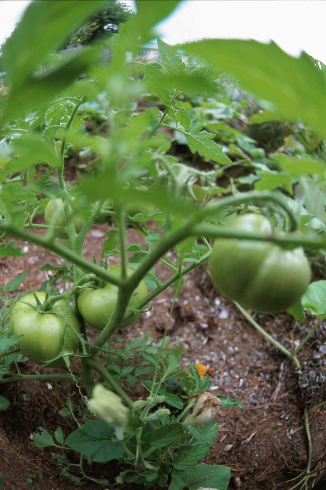 How to Use Tomato Wire Cones