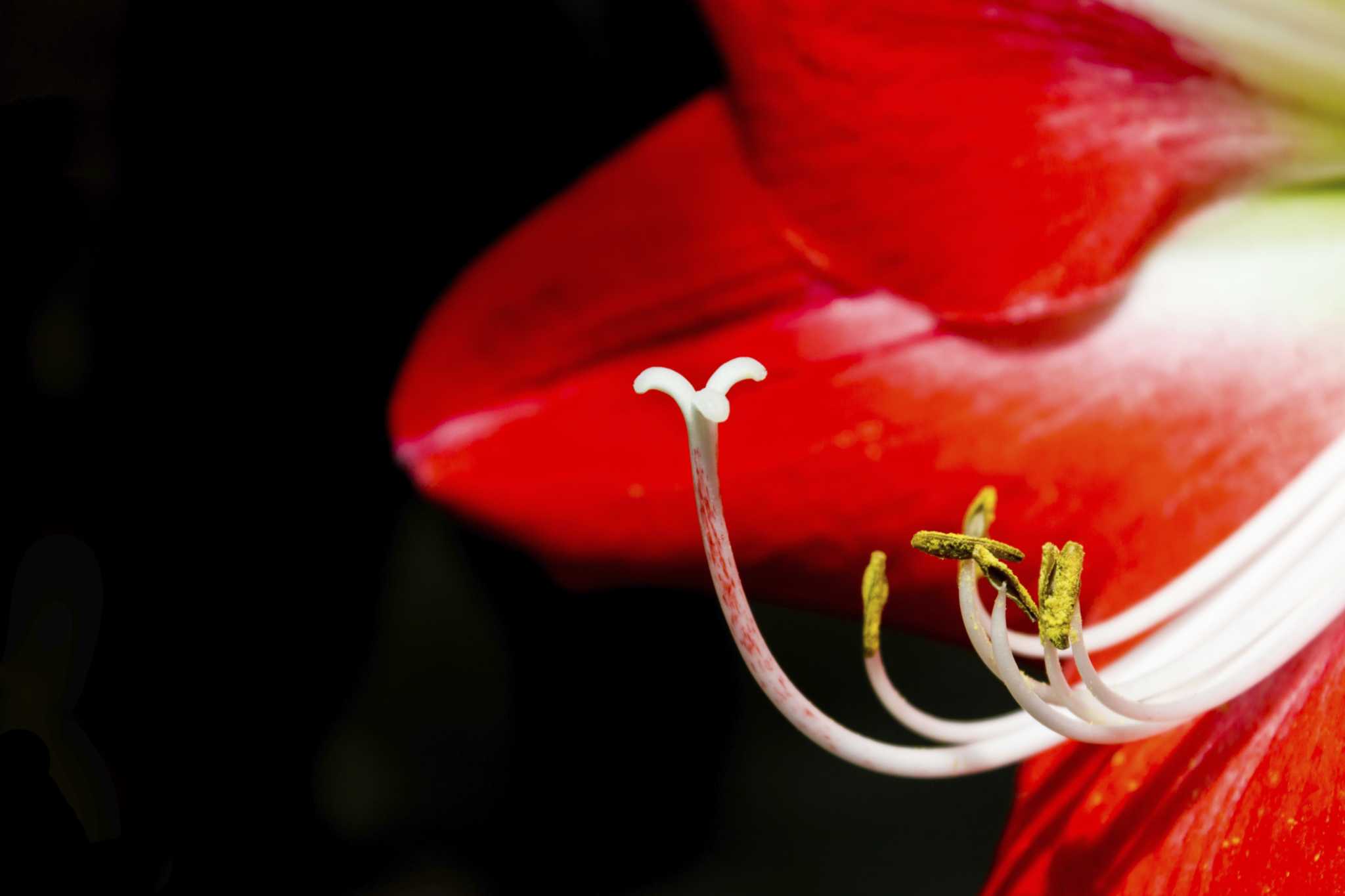 How Does the Sticky Tip of the Pistil Help a Plant Reproduce?