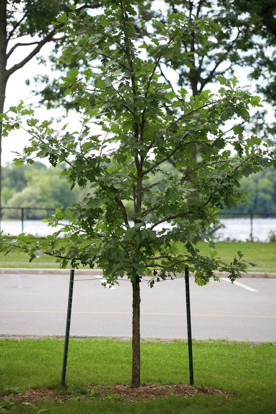 Sticky Tree Barriers for Ants