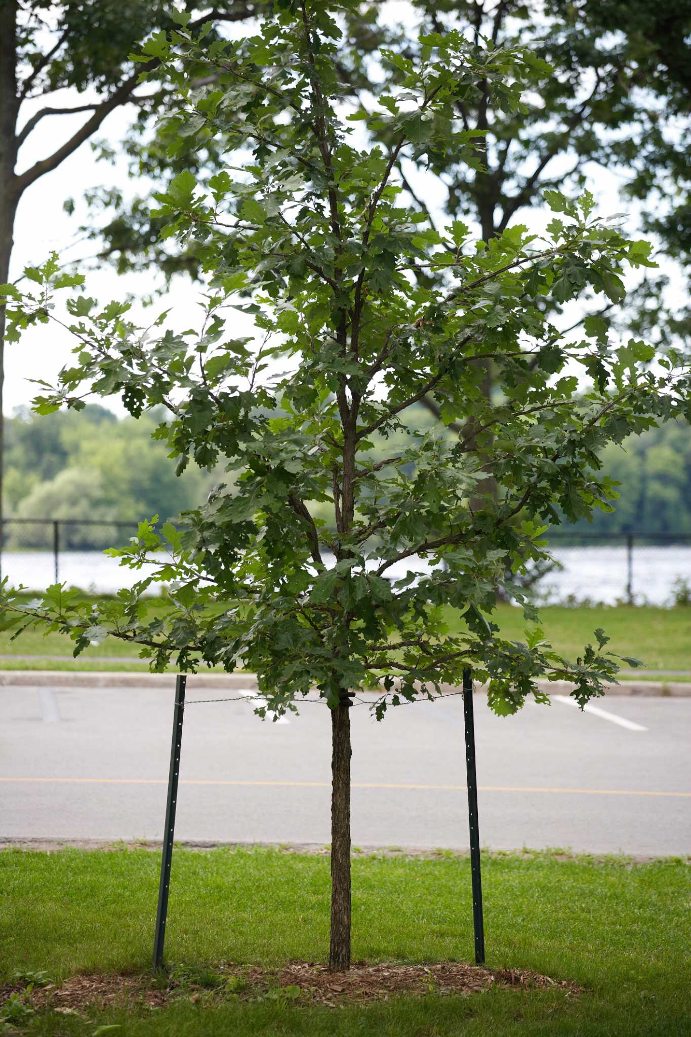 Sticky Tree Barriers for Ants