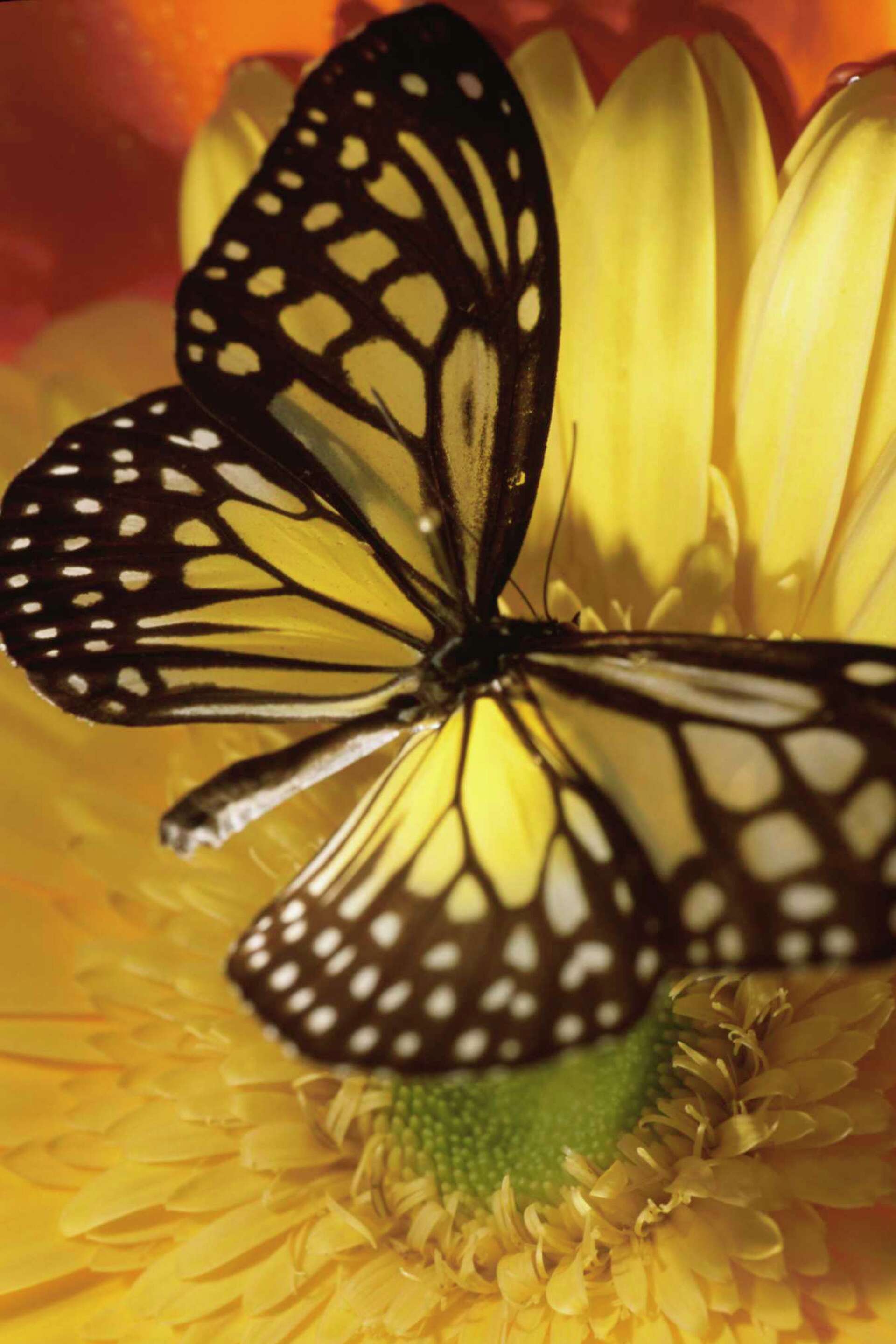 Plants With Butterfly-Shaped Leaves