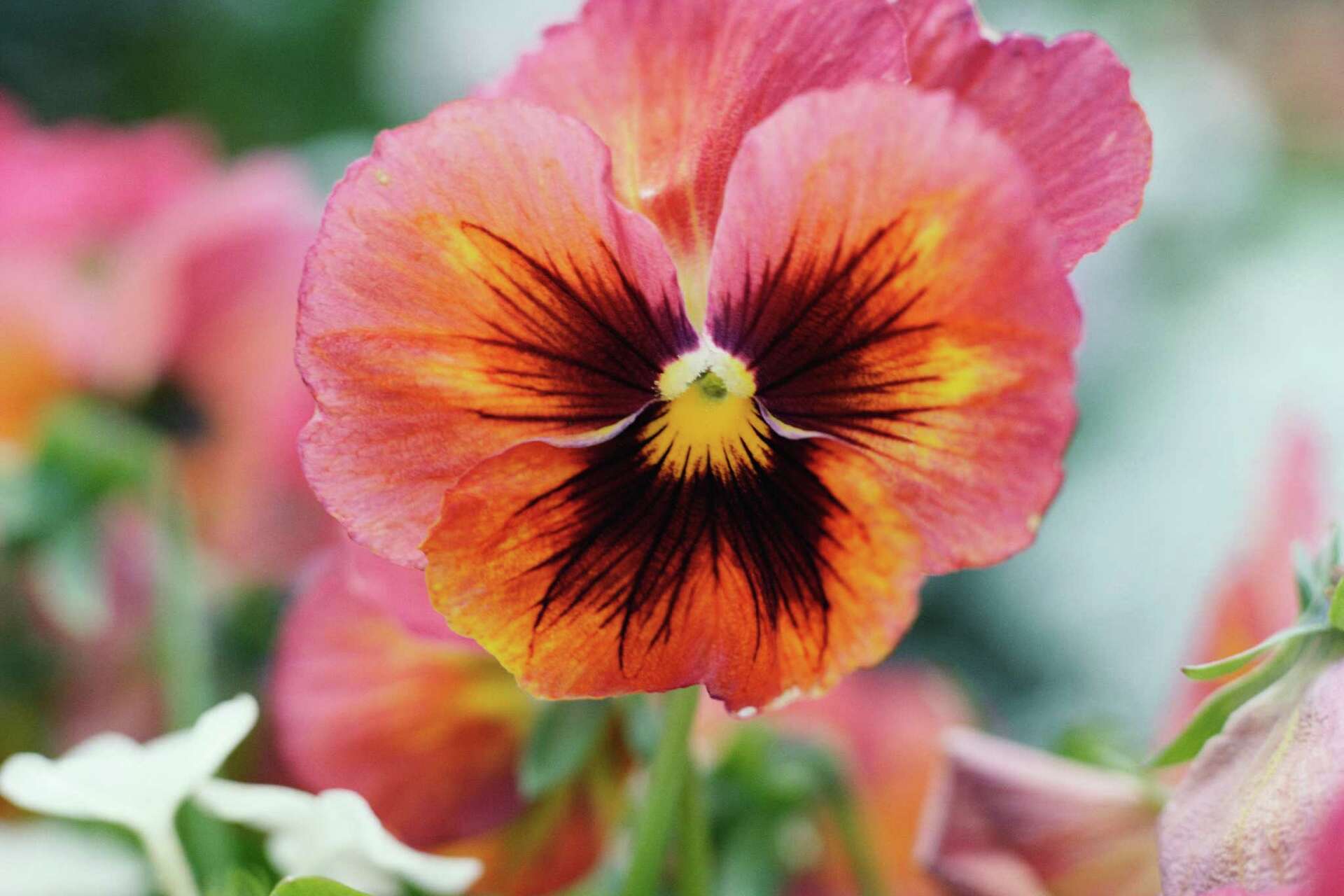 Are Pansy Flowers Annuals?
