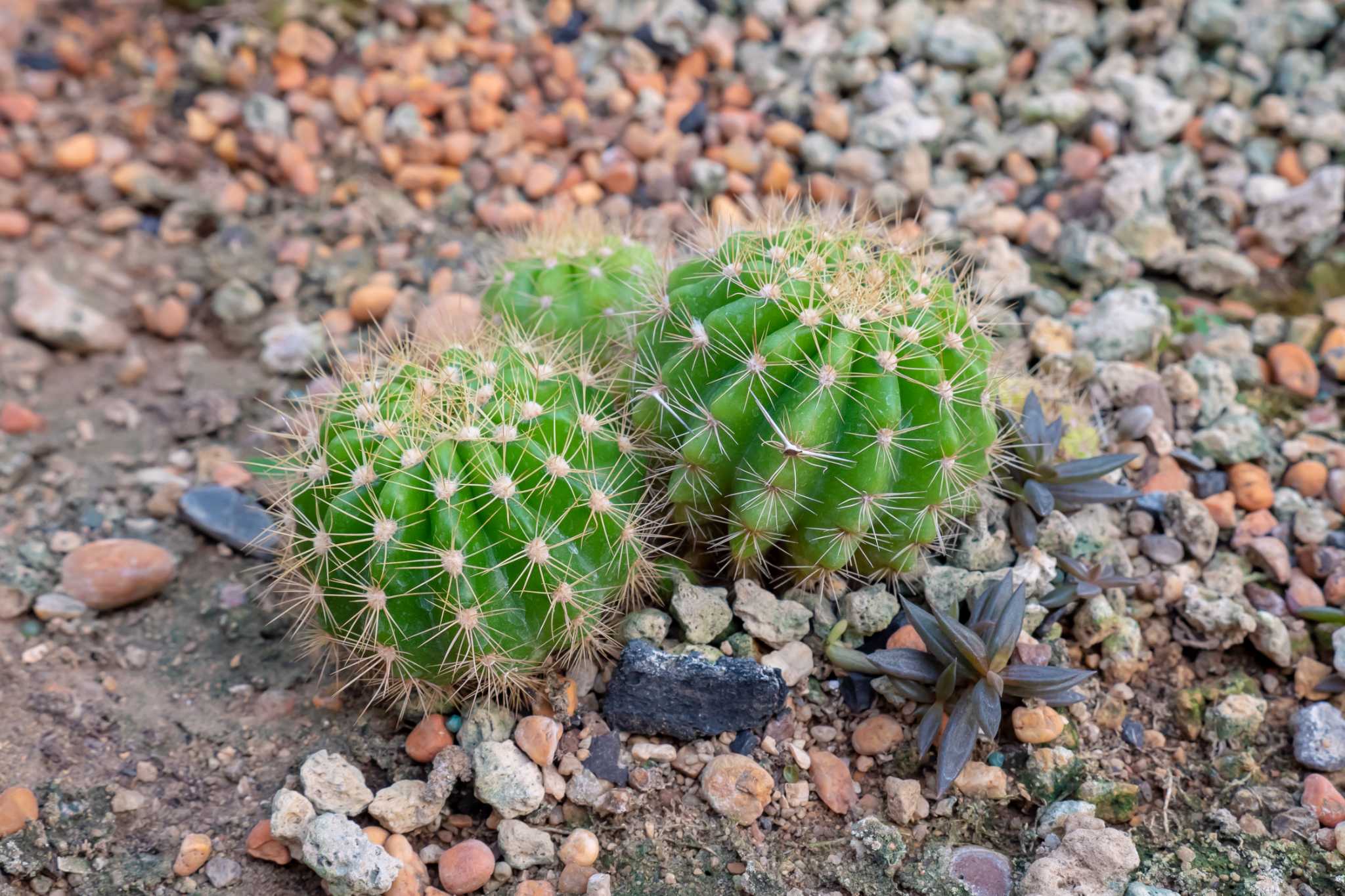 Mini-Cactus Plants