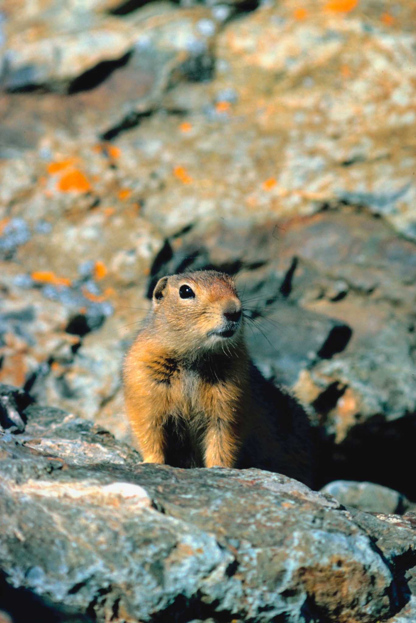How to Stop Gophers From Eating Potatoes