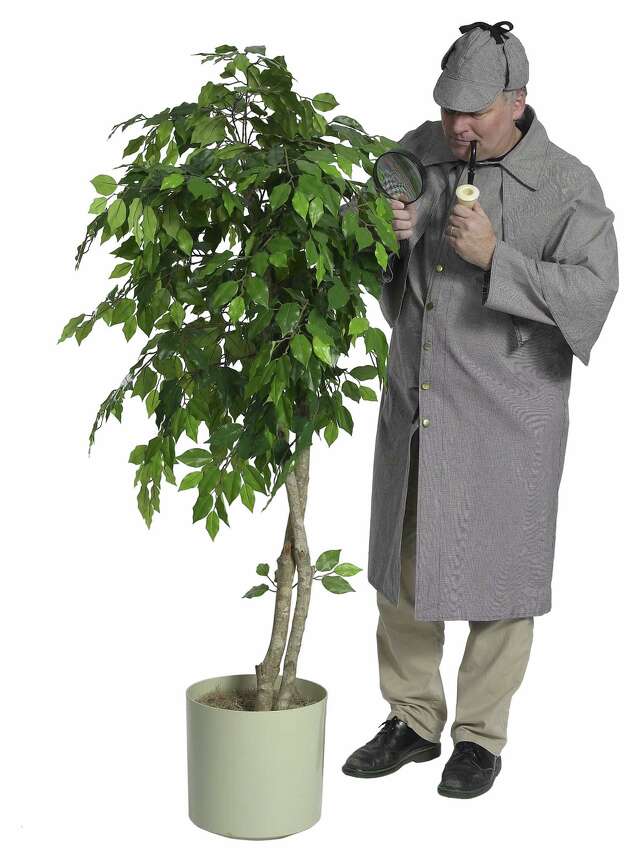 How to Stop the Sap From Ficus Clippings