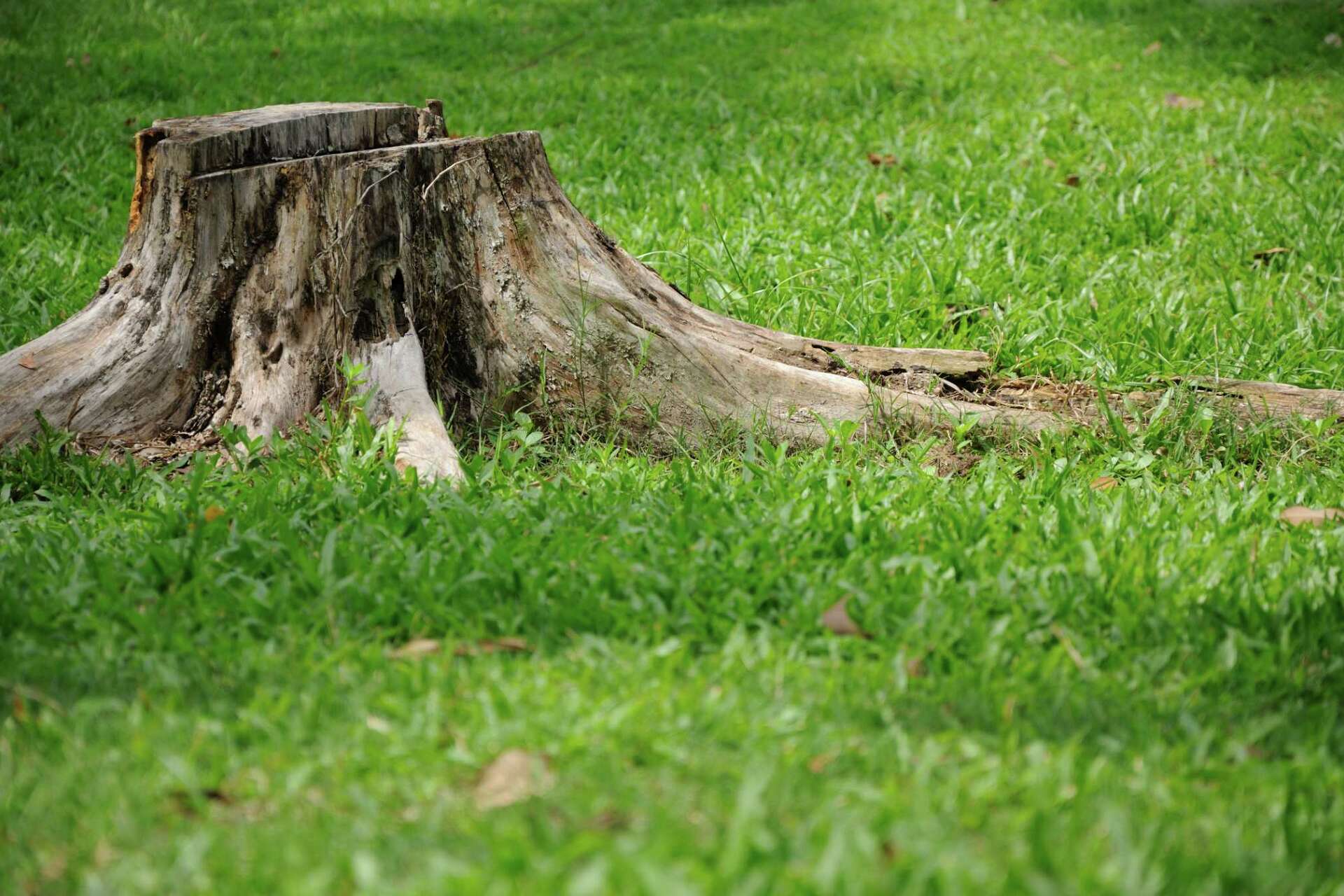 How to Mix Epsom Salts to Kill Stumps