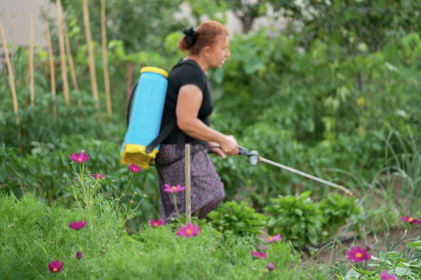 Mixing Directions for 2 4-D Weed Killer