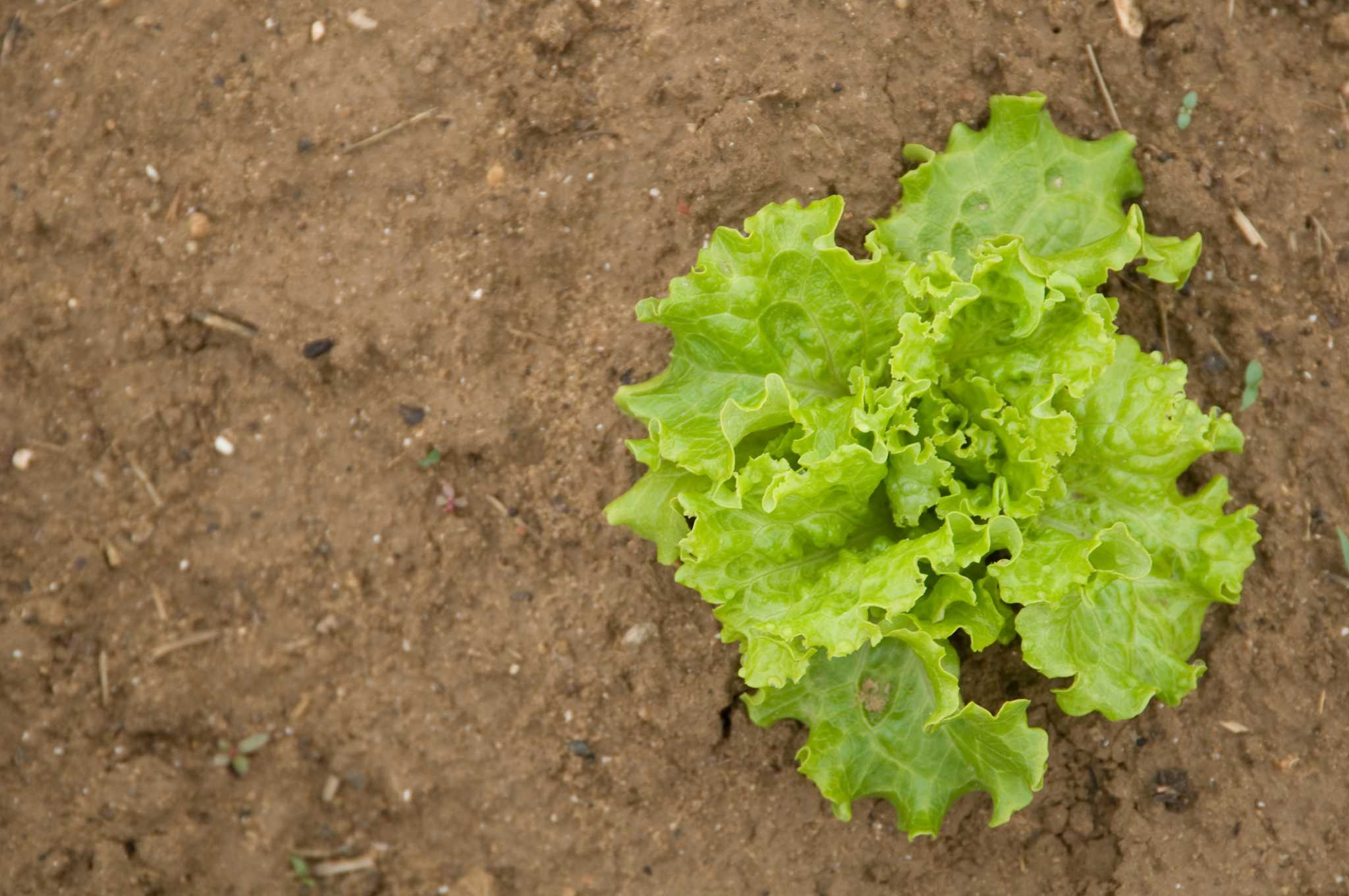 How to Store Lettuce Seeds & for How Long