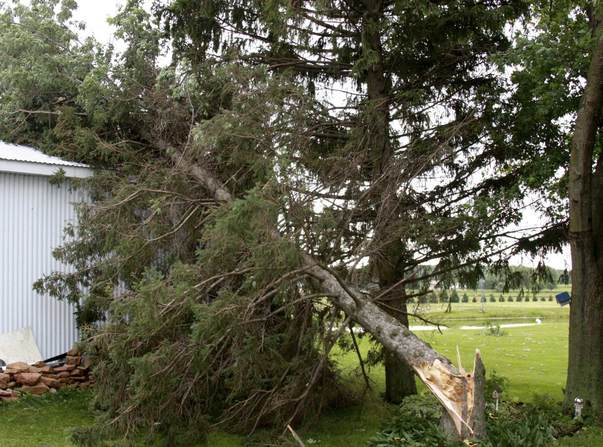 What to Do if a Storm Knocked Down a Pine Tree